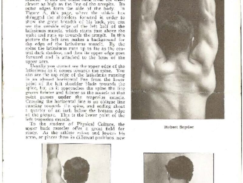 The Back Muscles | Rogue Fitness Australia